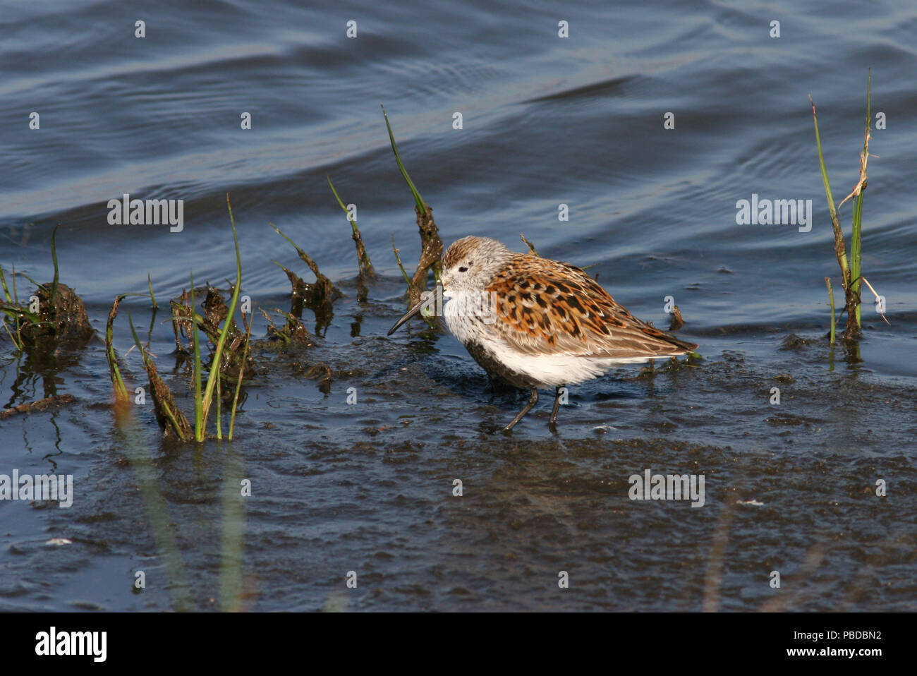 Dunlin in Breeding Plumage from Lake County, South Dakota, USA Stock ...
