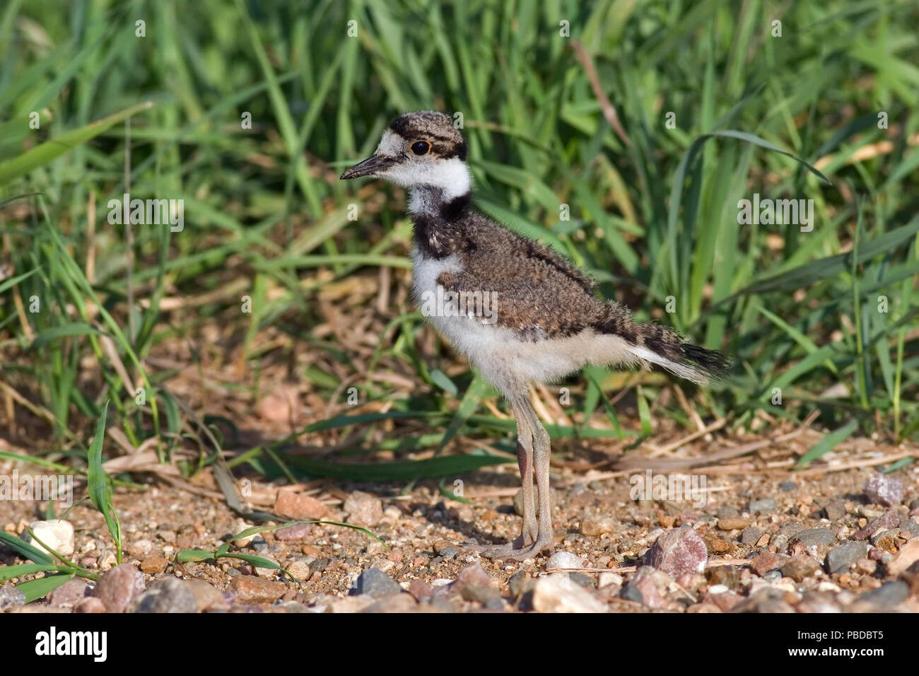Killdeer and young hi-res stock photography and images - Alamy