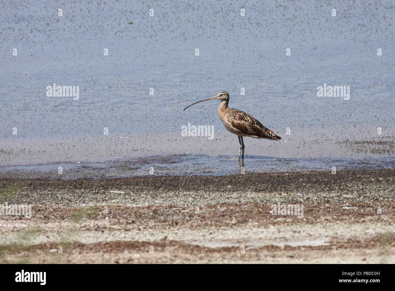 Curlew island hi-res stock photography and images - Alamy