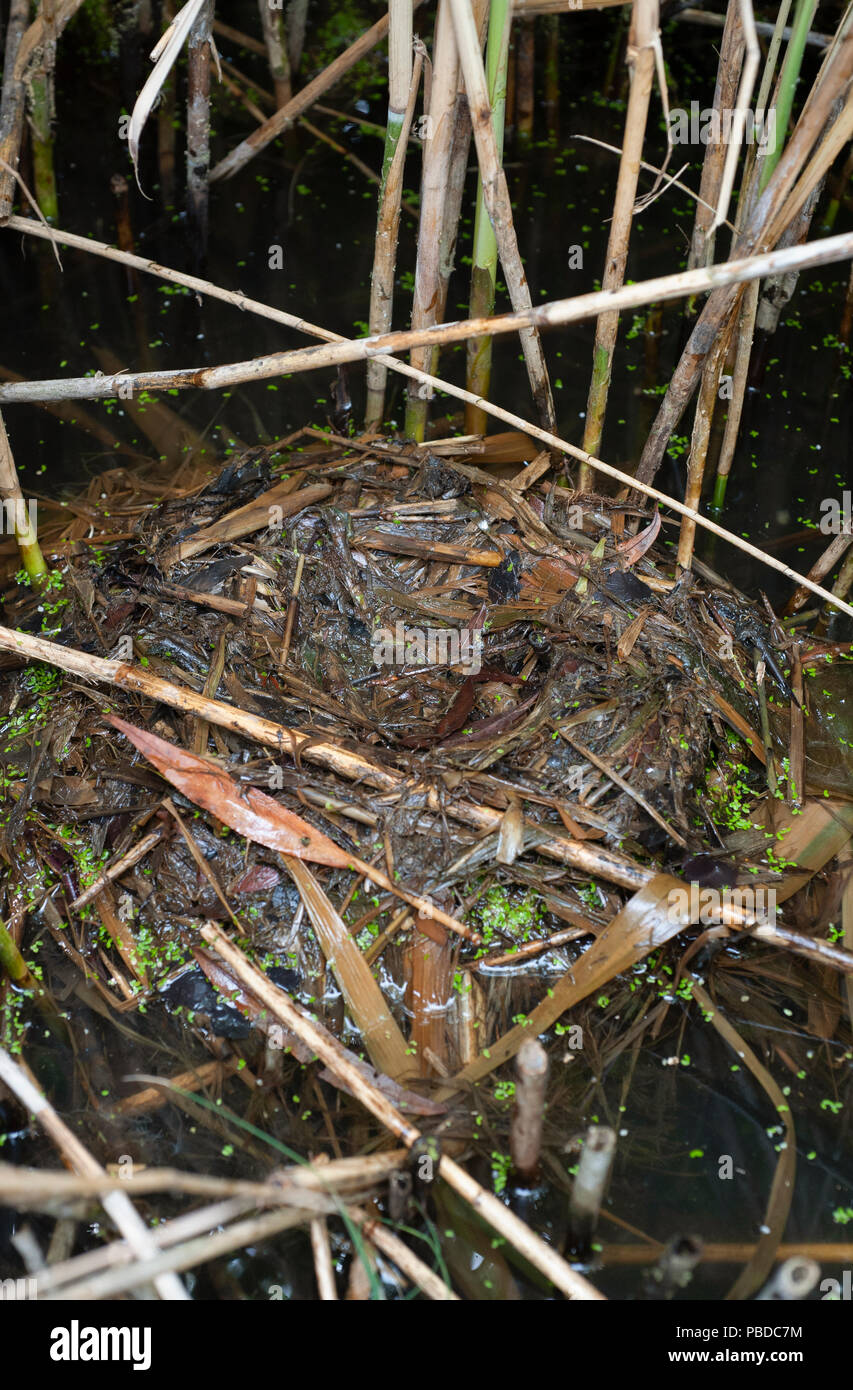 Floating nest in reed bed hi-res stock photography and images - Alamy