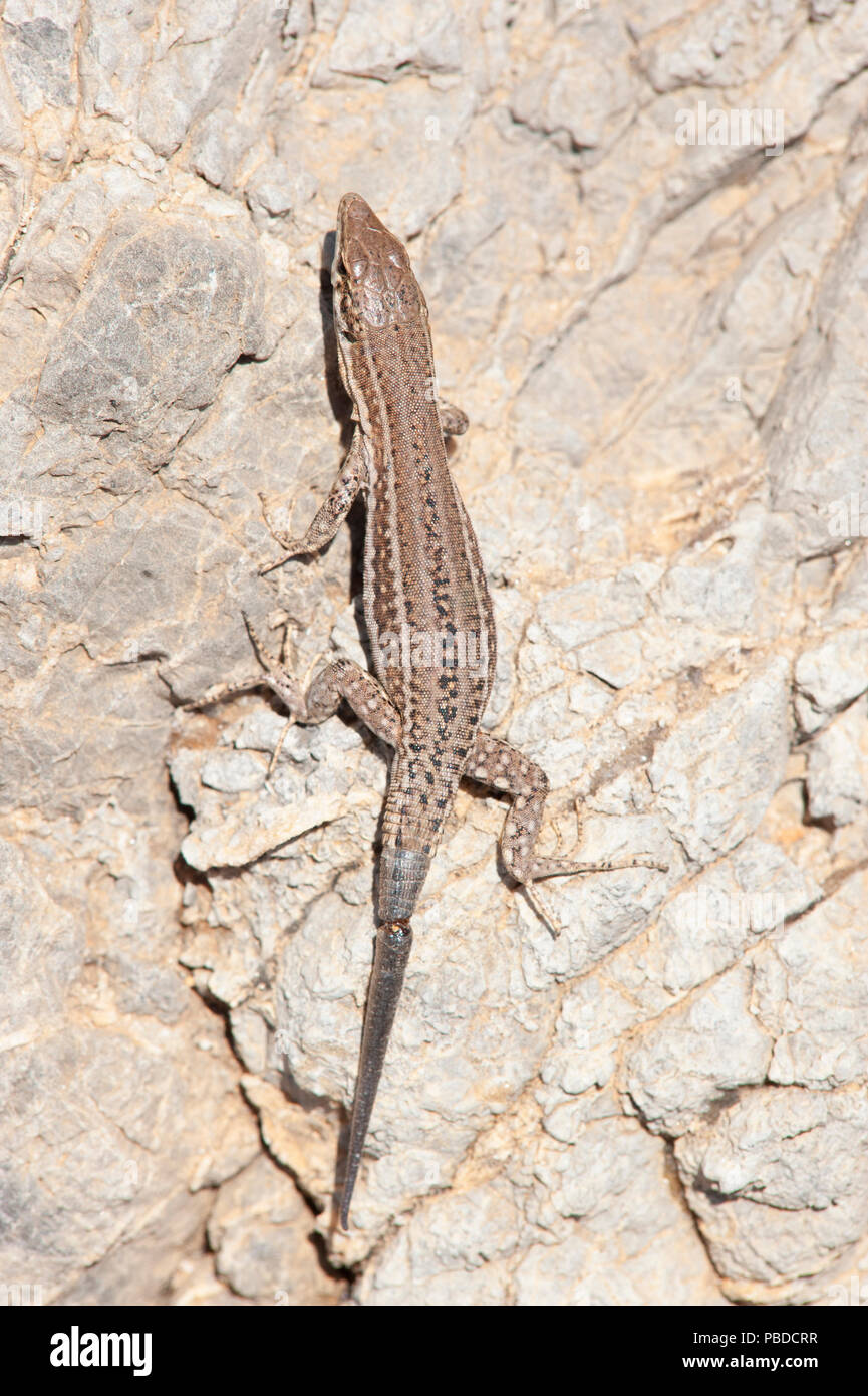 Ibiza Wall Lizard, (Podarcis pityusensis), on rocks on the east coast ...