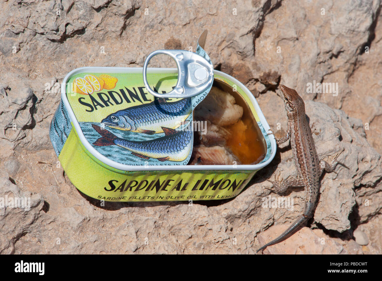 Ibiza Wall Lizard, (Podarcis pityusensis), on rocks on the east coast ...