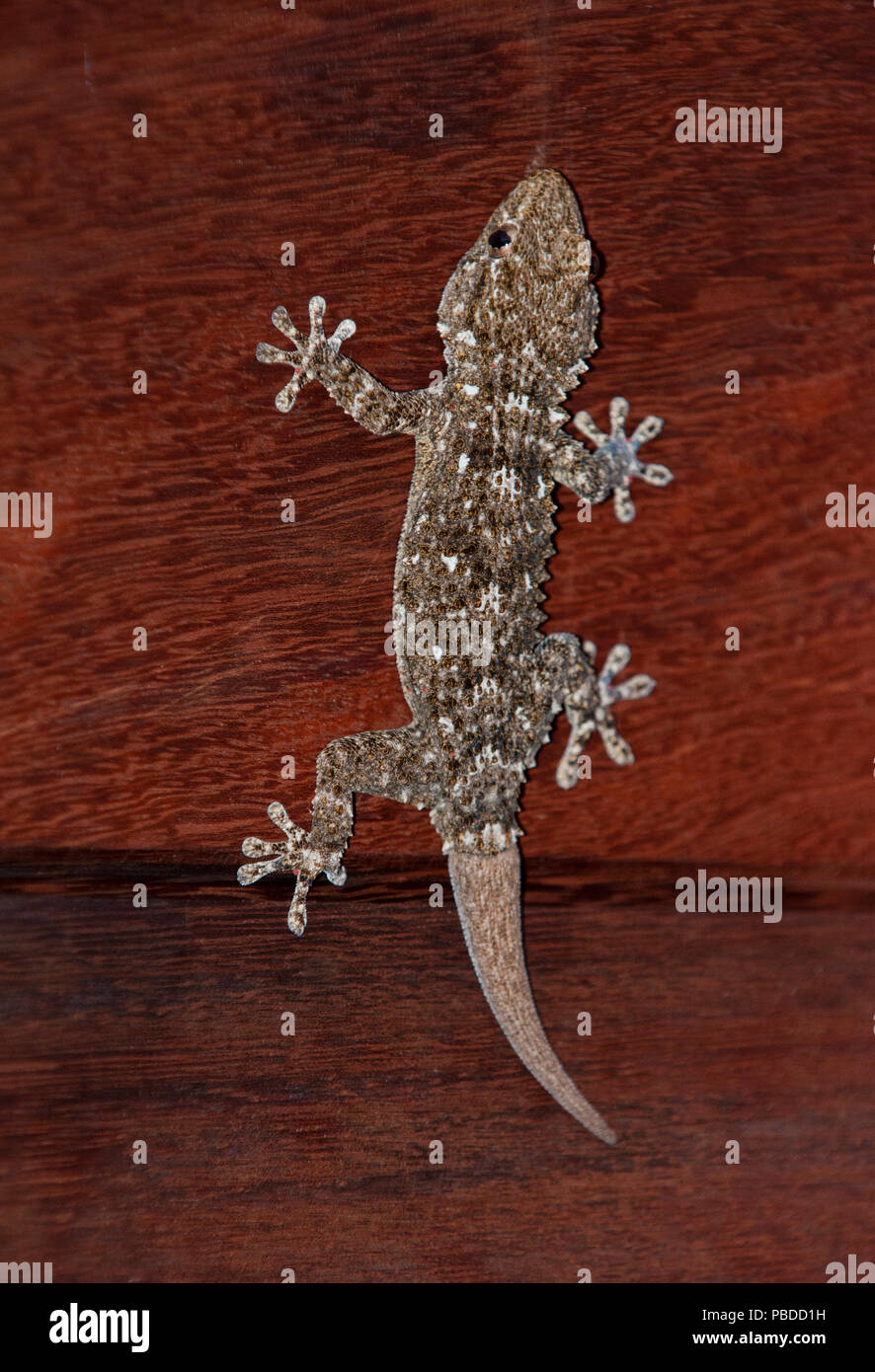 Baby Crocodile Gecko