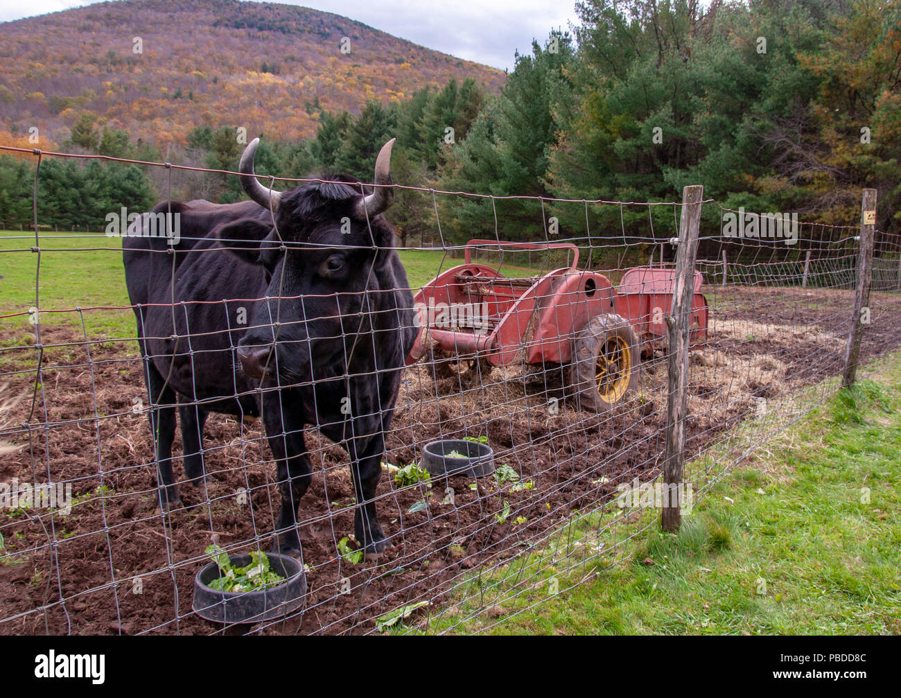 Bovine bull hi-res stock photography and images - Alamy