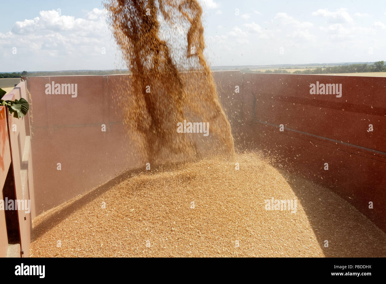 Combine harvester load wheat in the truck at the time of harvest in a ...