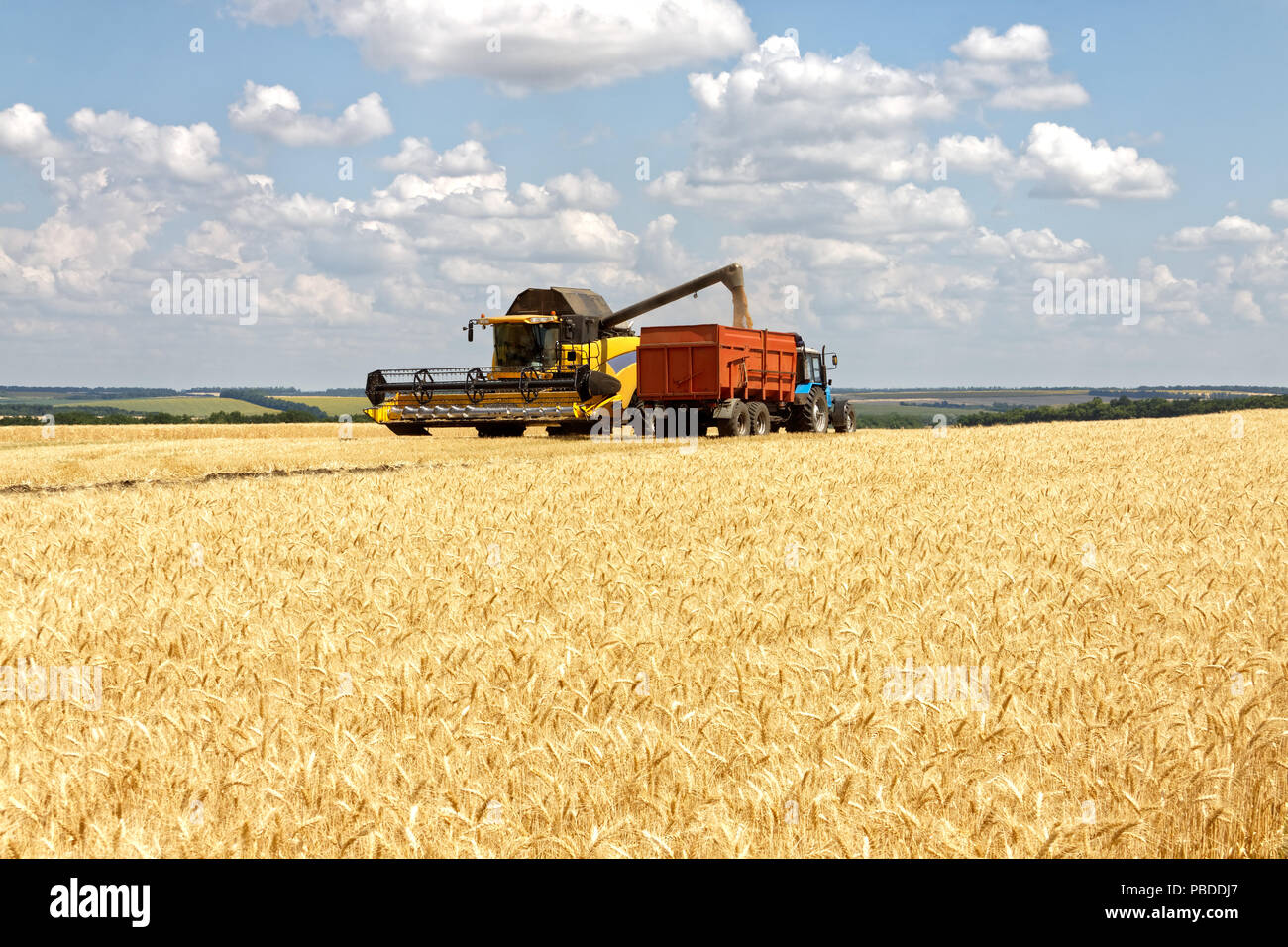 Combine harvester load wheat in the truck at the time of harvest in a ...