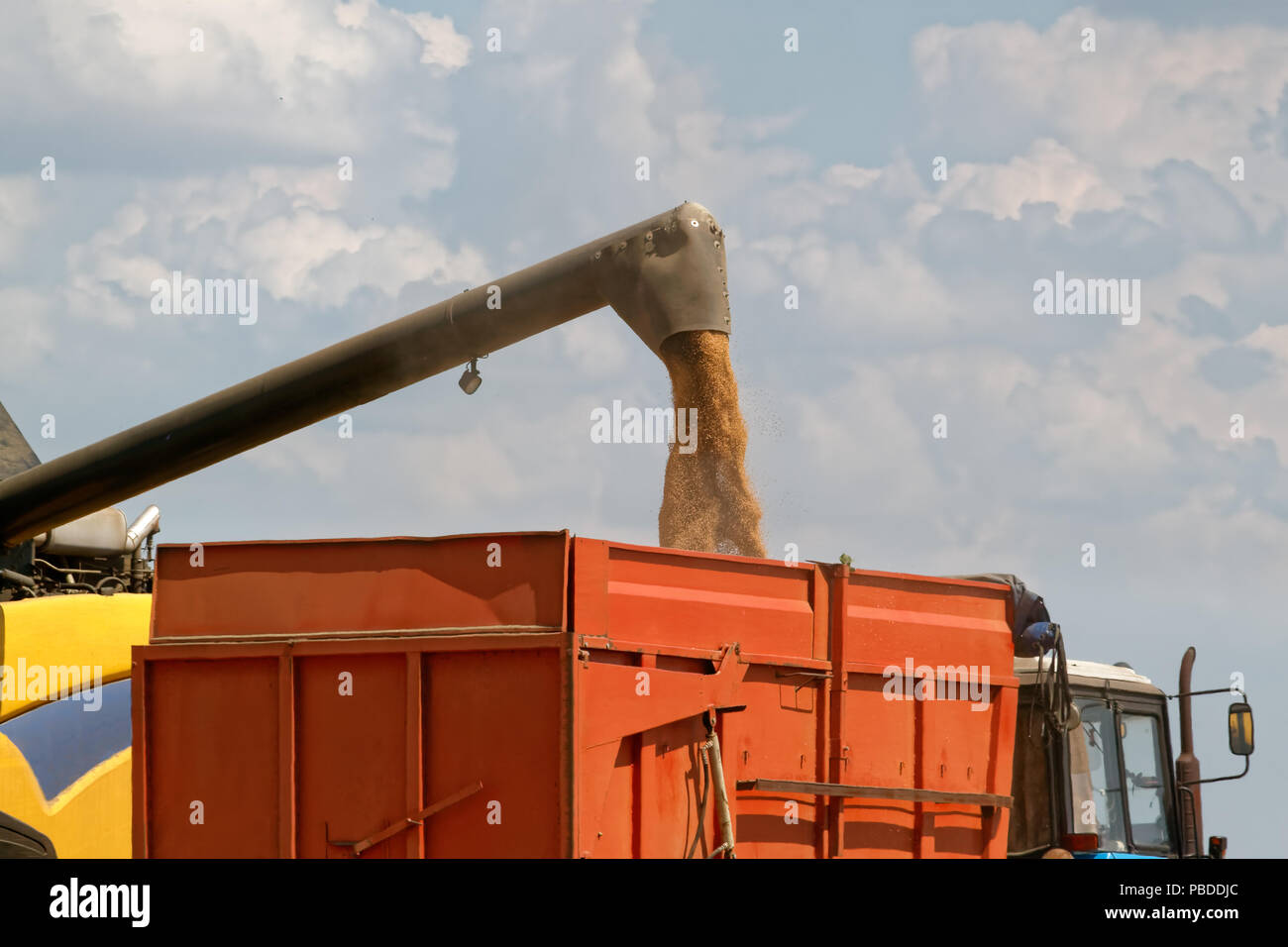 Combine harvester load wheat in the truck at the time of harvest in a ...