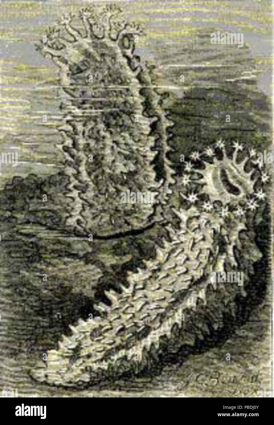 1302 Sea Cucumber Drawing Stock Photo - Alamy