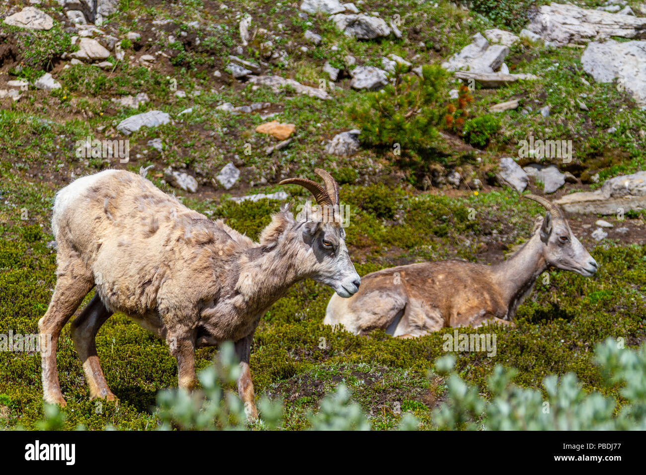 Mountain goat banff national park hi-res stock photography and images ...