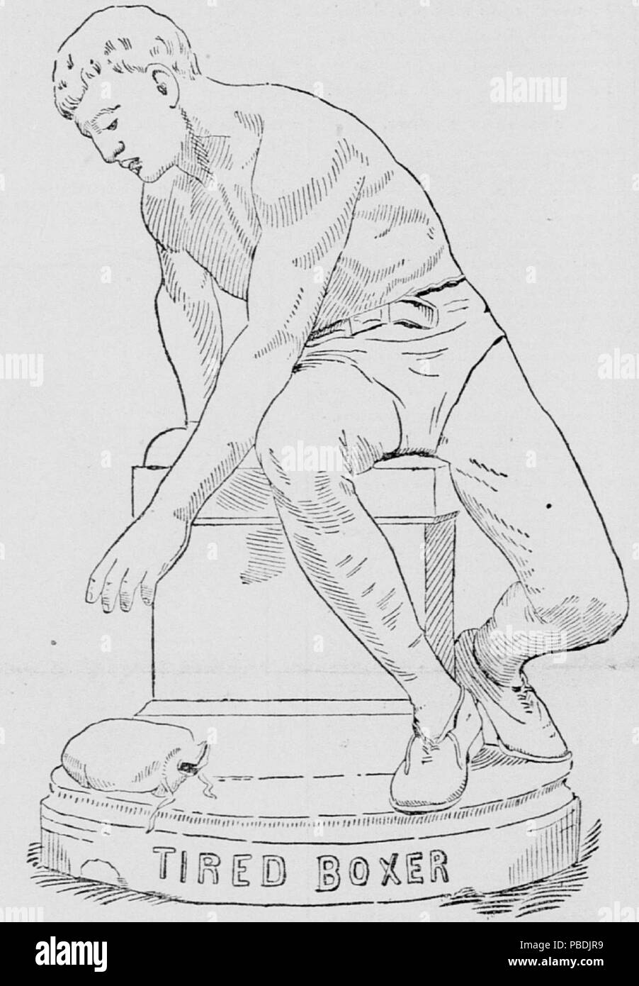 Boxer 13 hi-res stock photography and images - Alamy