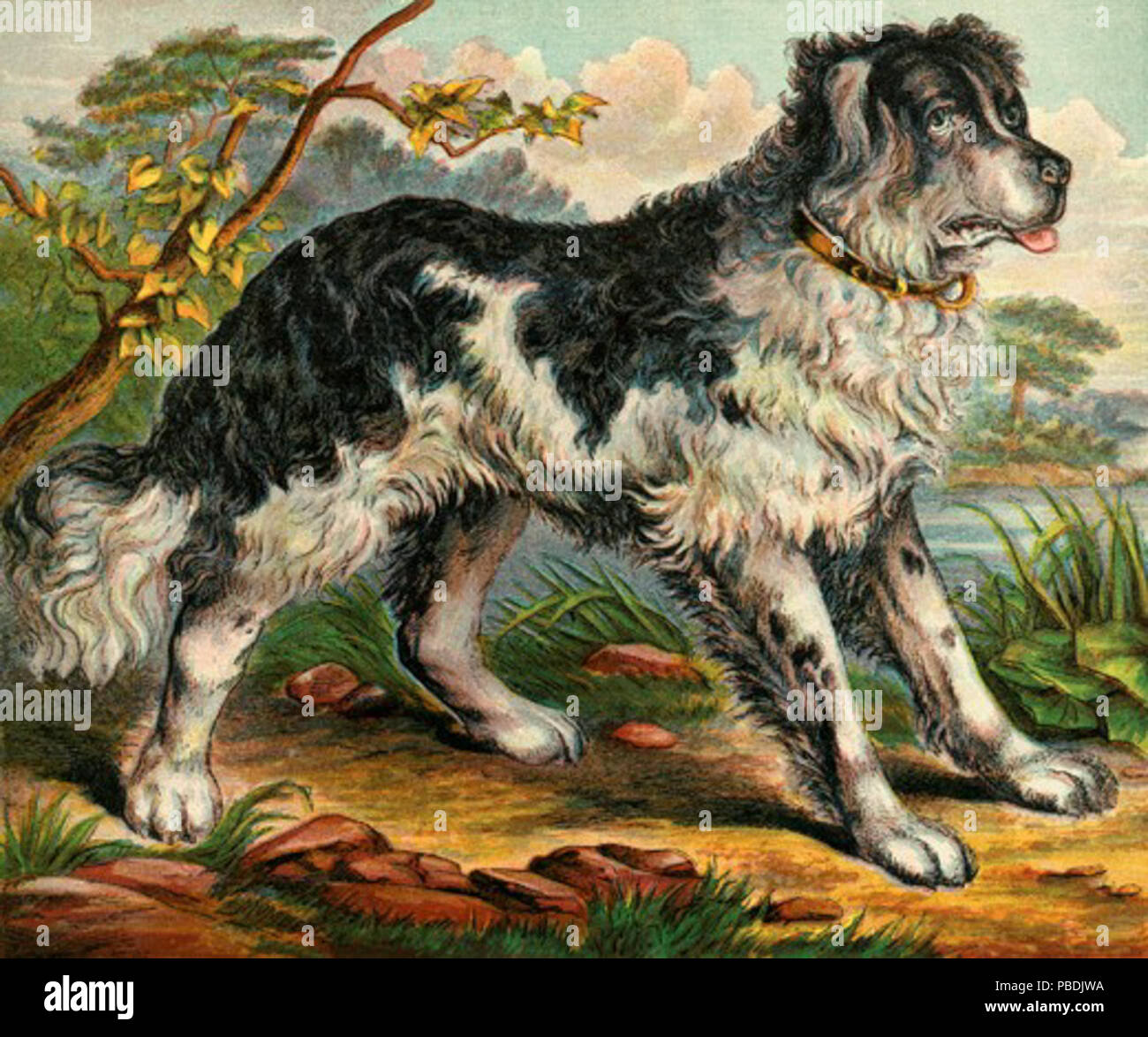 1311 Shaggy Dog Stock Photo - Alamy