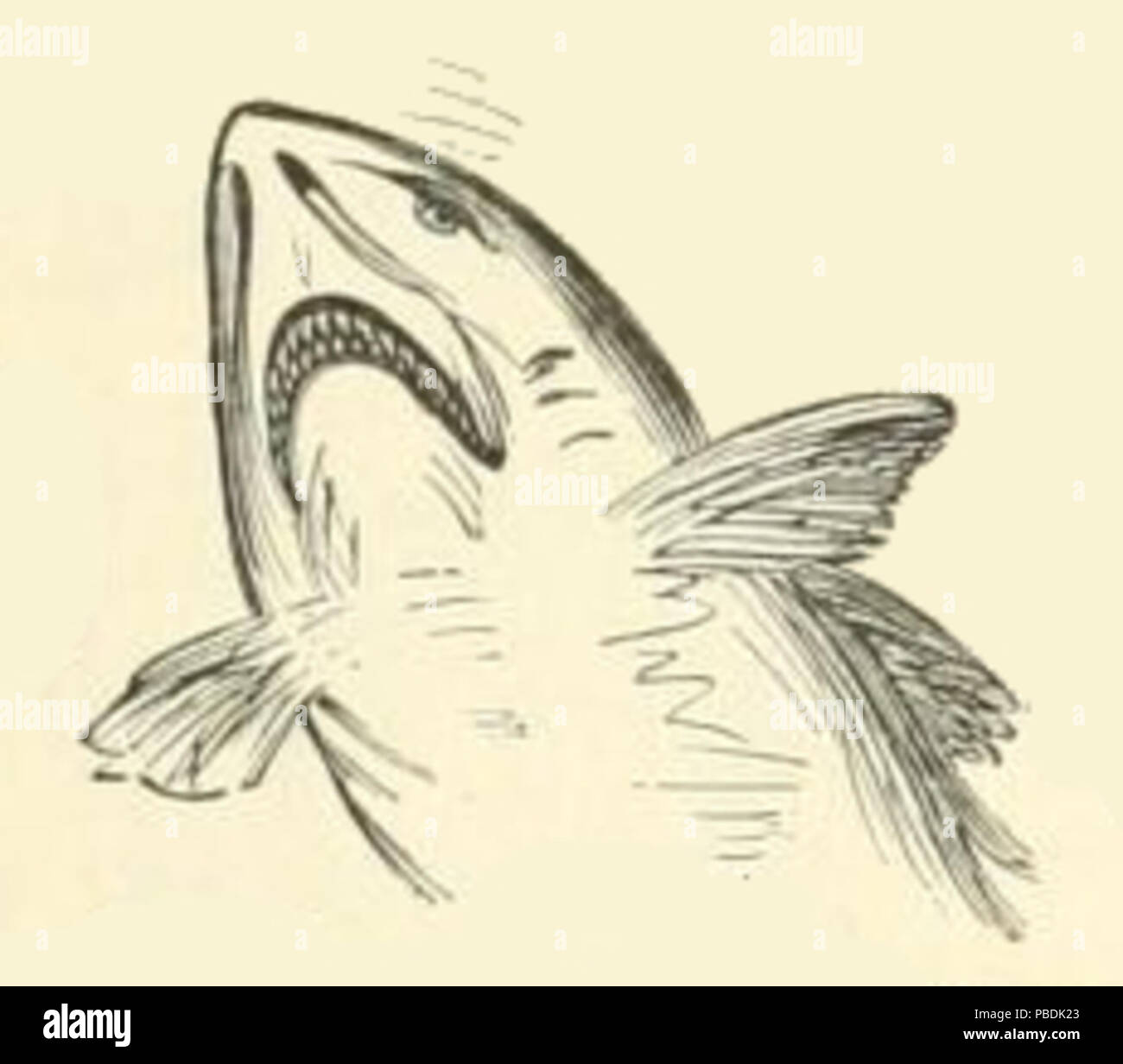 Shark sketch hi-res stock photography and images - Alamy