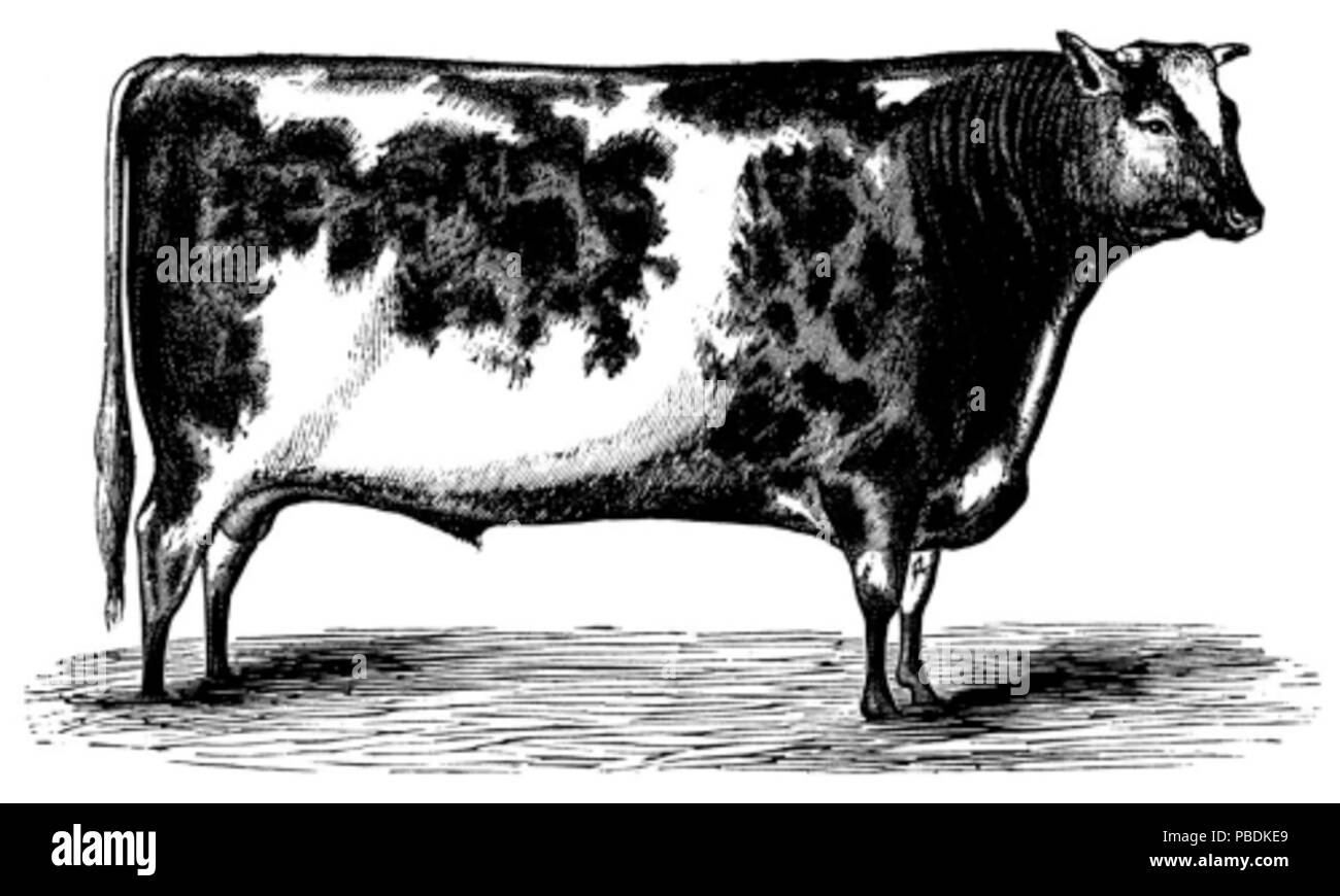 Bull bull Cut Out Stock Images & Pictures - Alamy