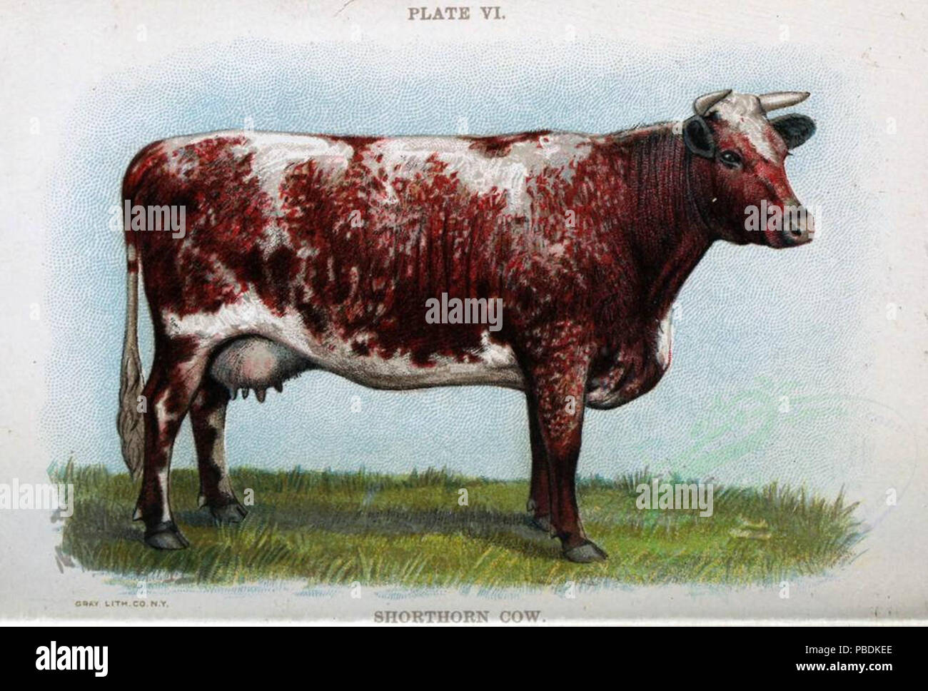 Shorthorn cow hi-res stock photography and images - Alamy