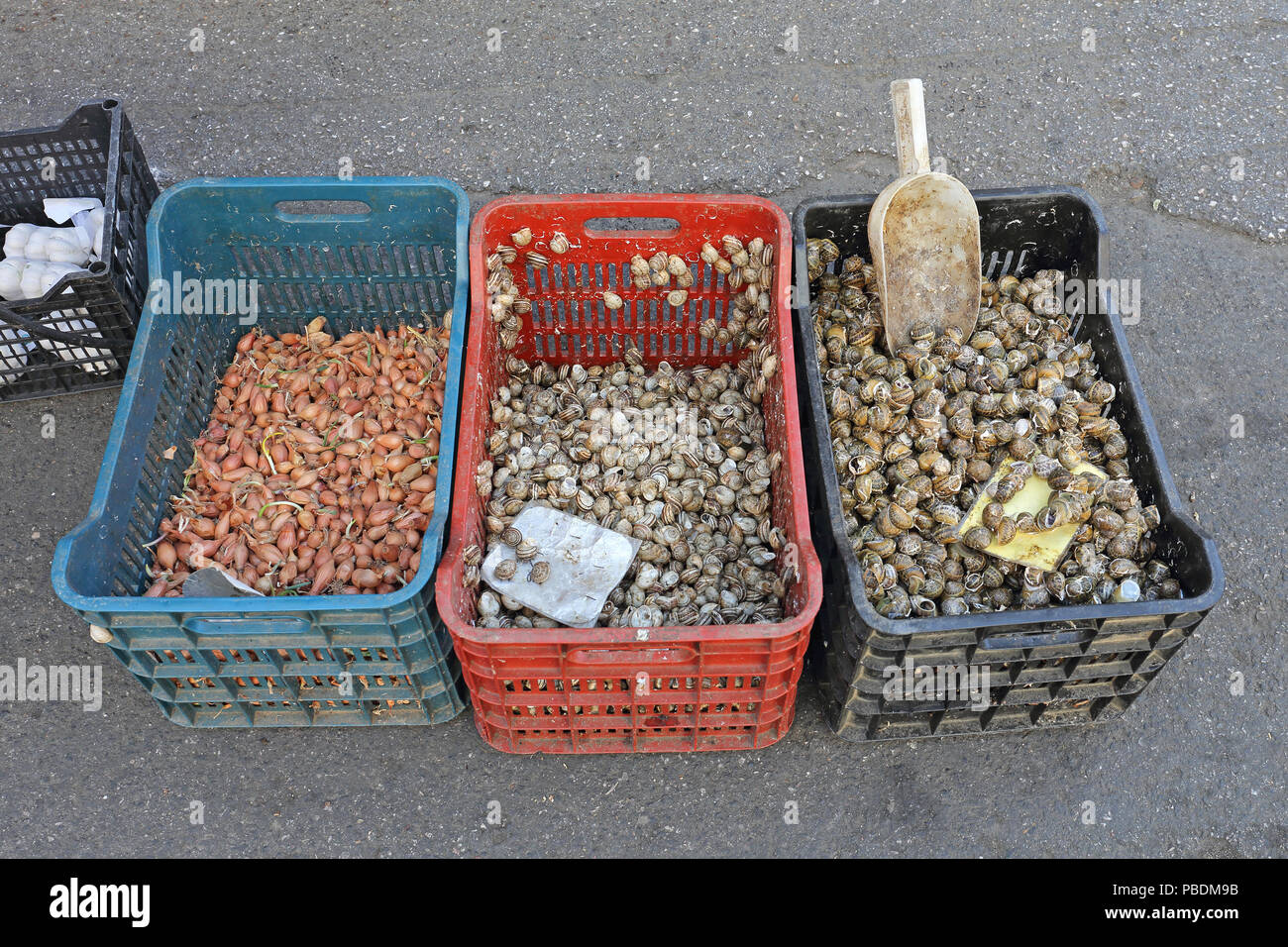 Edible Escargot Snails in Crates at Street Stock Photo - Alamy