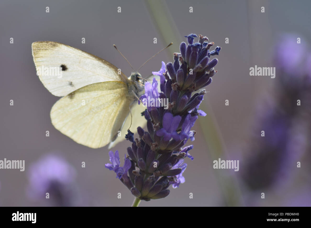 Open Winged Butterfly On A Lavender Plant In Summer Stock Photo - Alamy