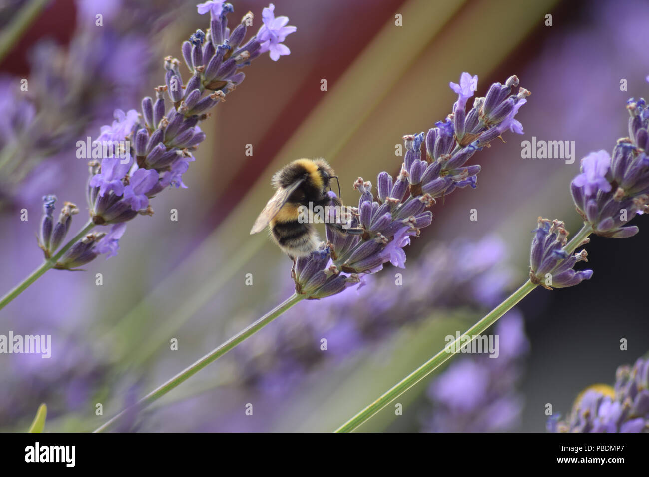 Bee Pollinating A Lavender Plant In Summer In The UK Stock Photo - Alamy