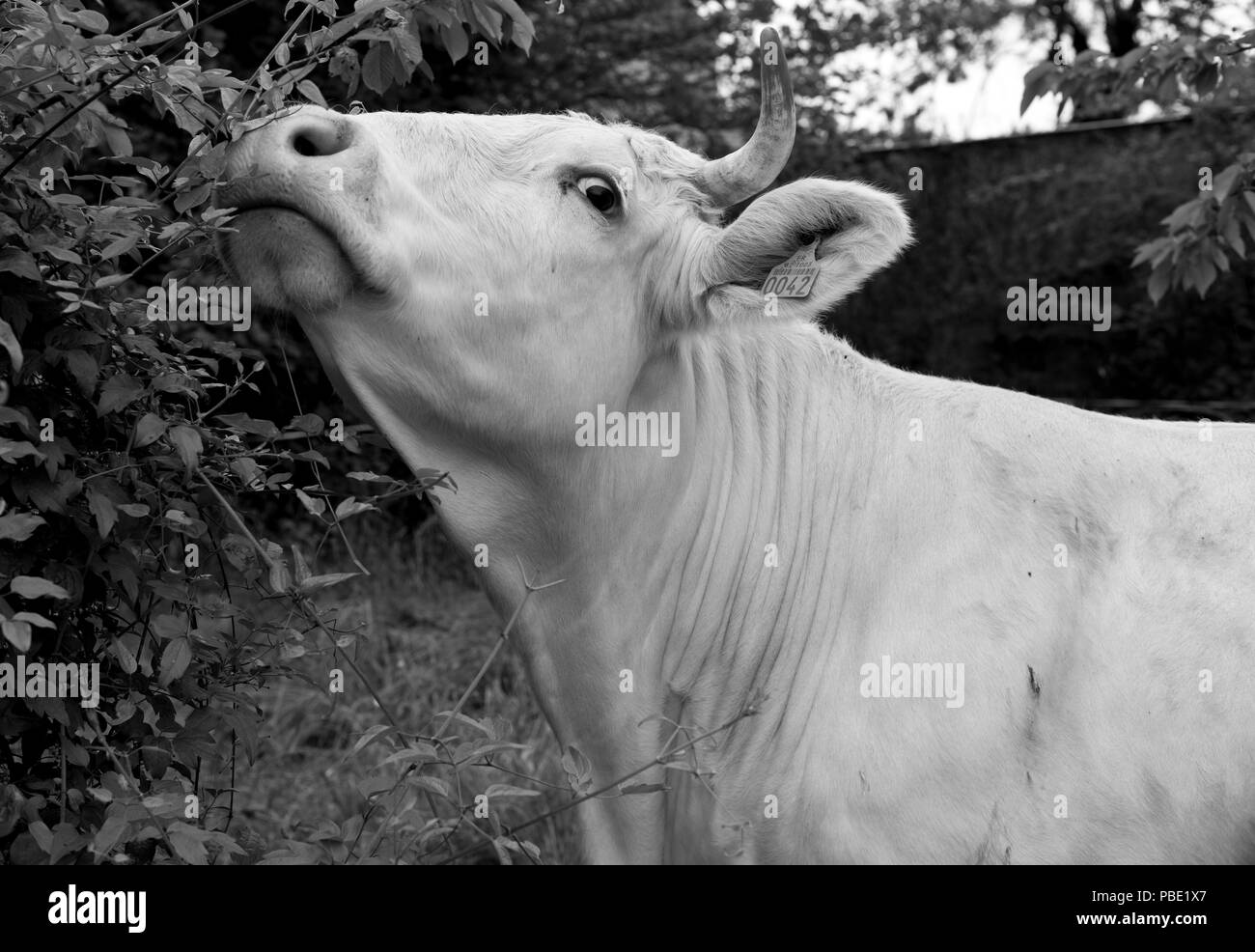 Et cow Black and White Stock Photos & Images - Alamy