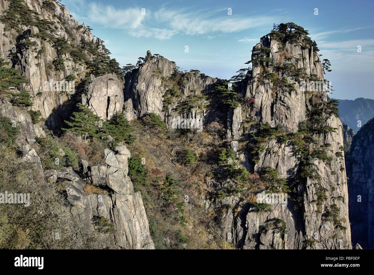 The detail of Huangshan pine tree growing from the rocks in Huangshan ...