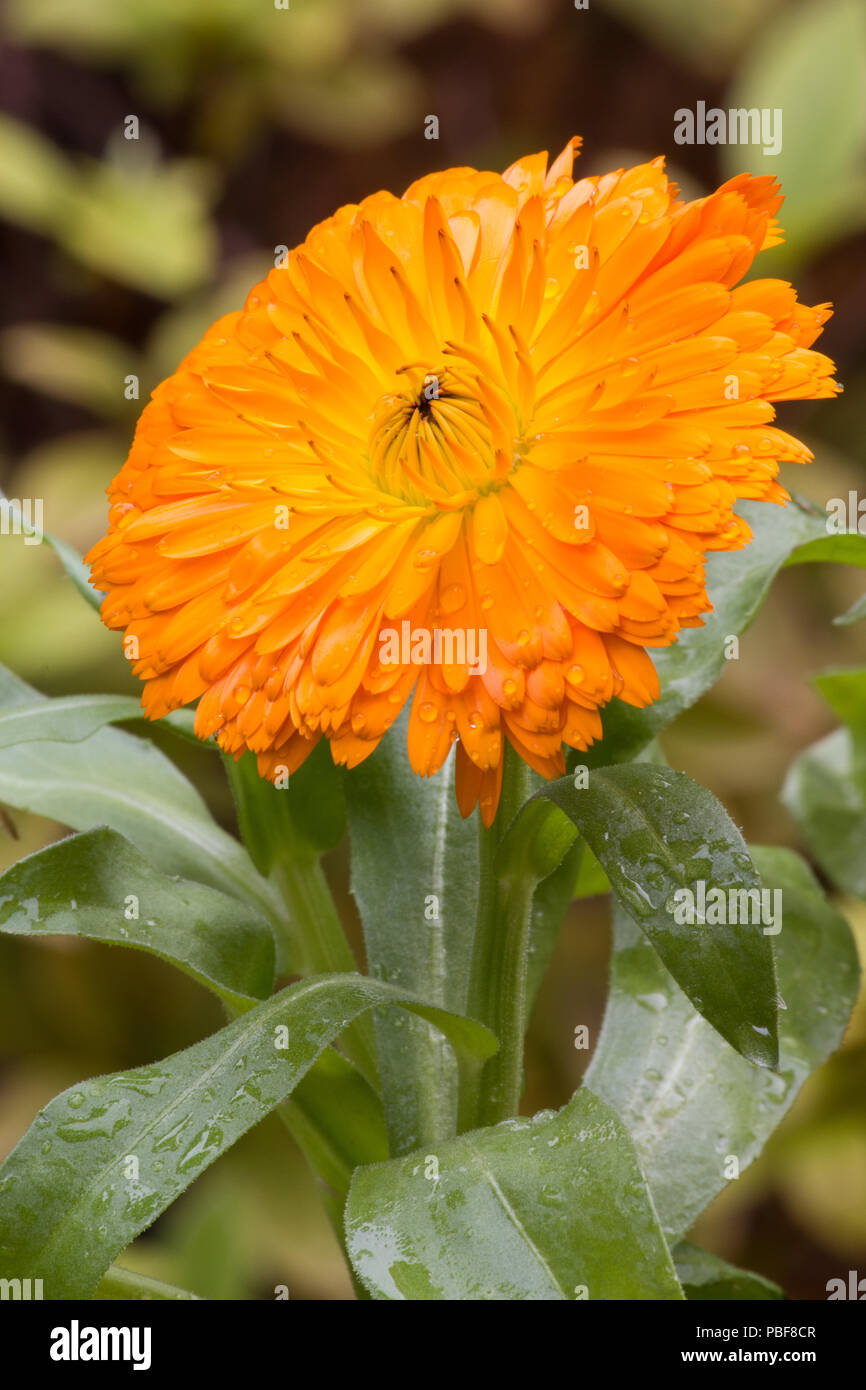 Calendula plant in bloom Stock Photo - Alamy