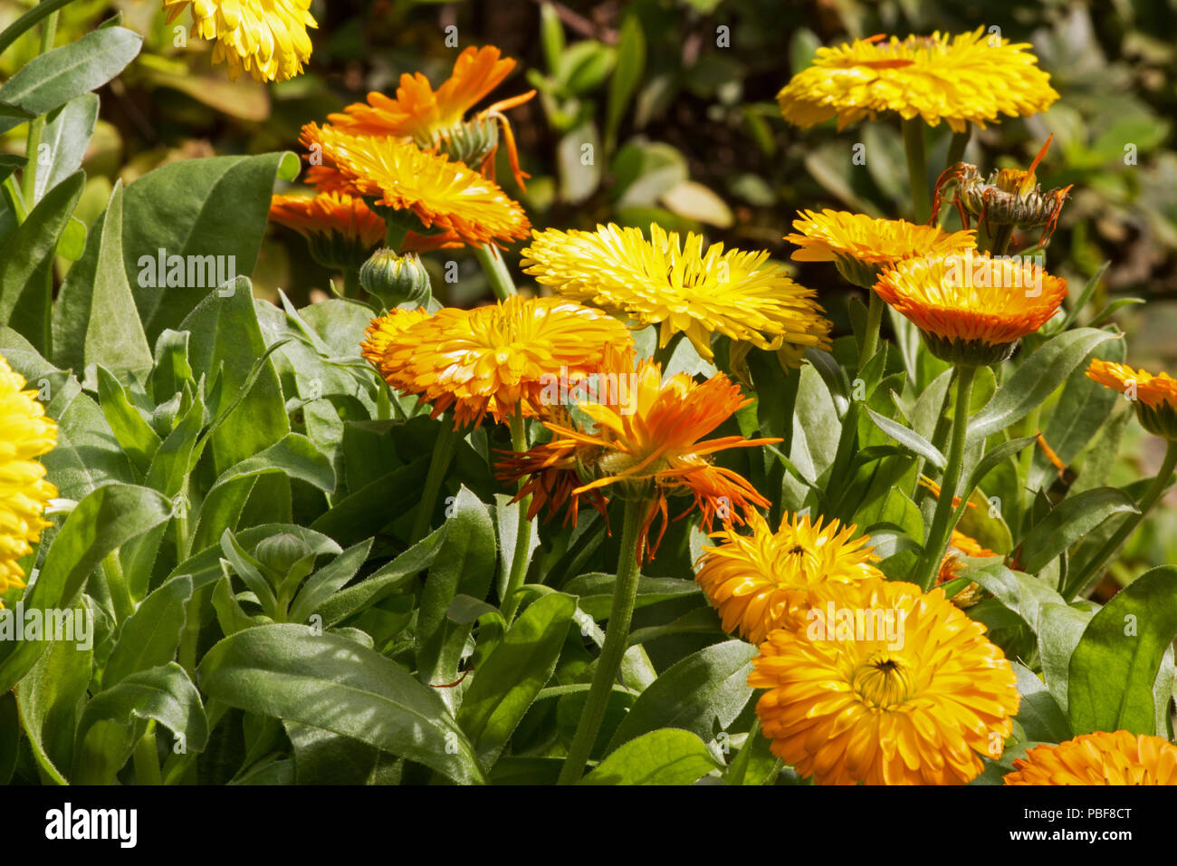 Calendula plant hi-res stock photography and images - Alamy
