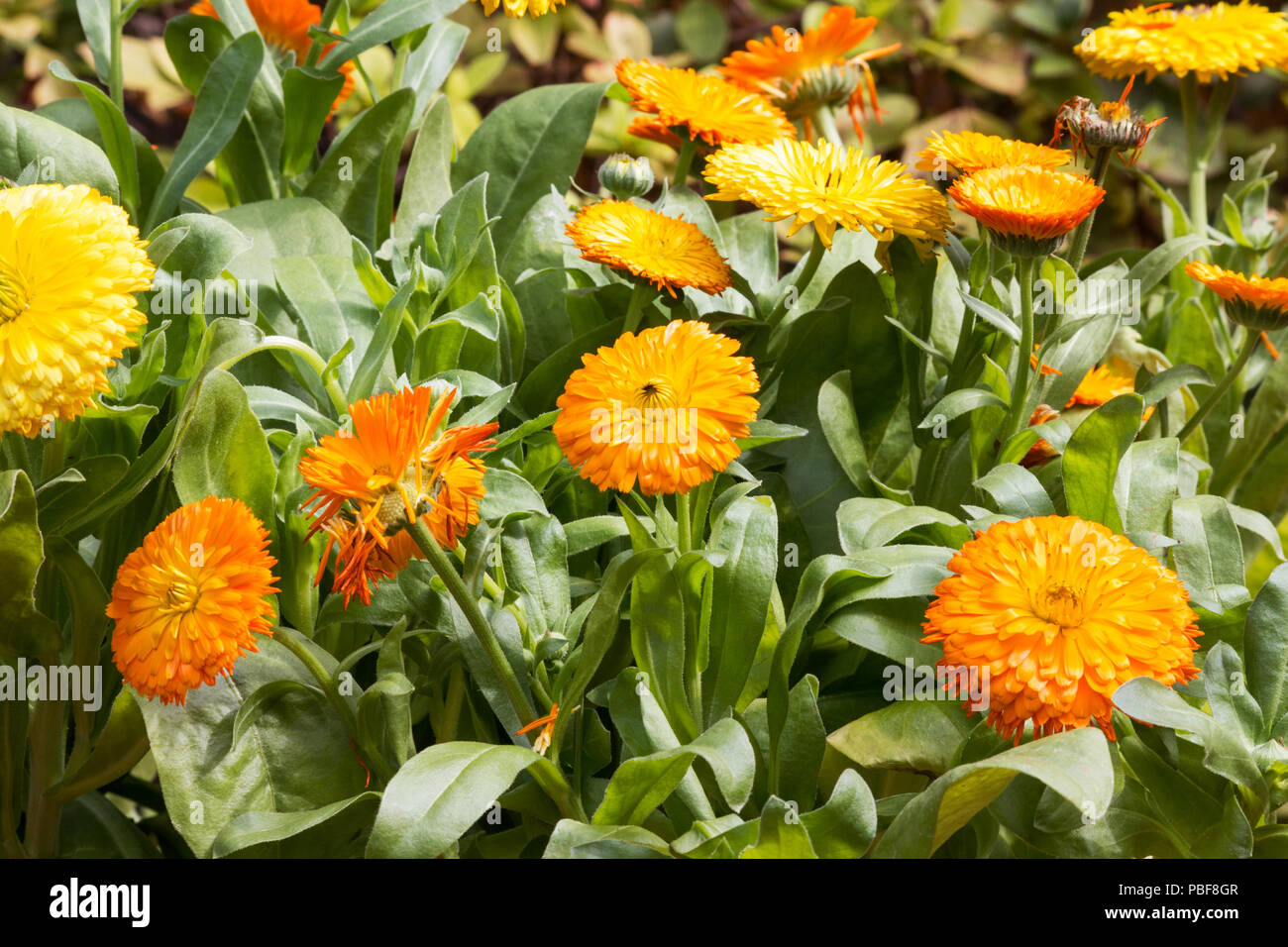 Calendula plant hi-res stock photography and images - Alamy