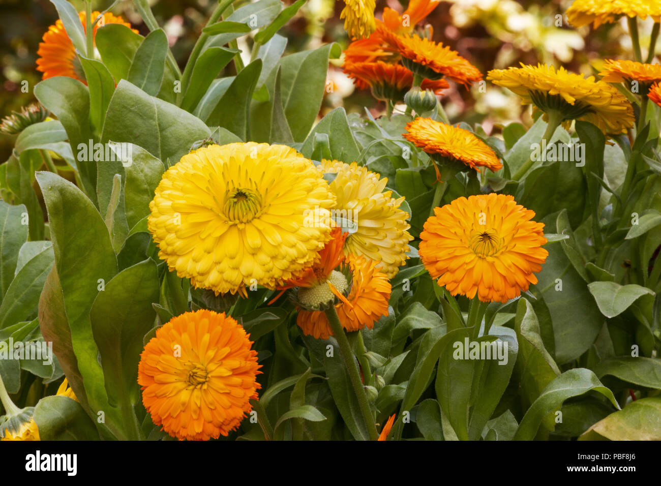 Calendula plant hi-res stock photography and images - Alamy