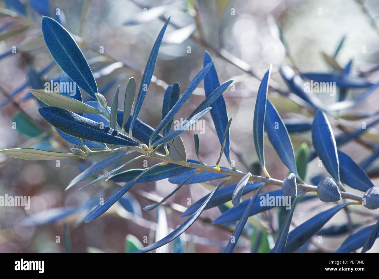 Olive tree and leaves Stock Photo - Alamy