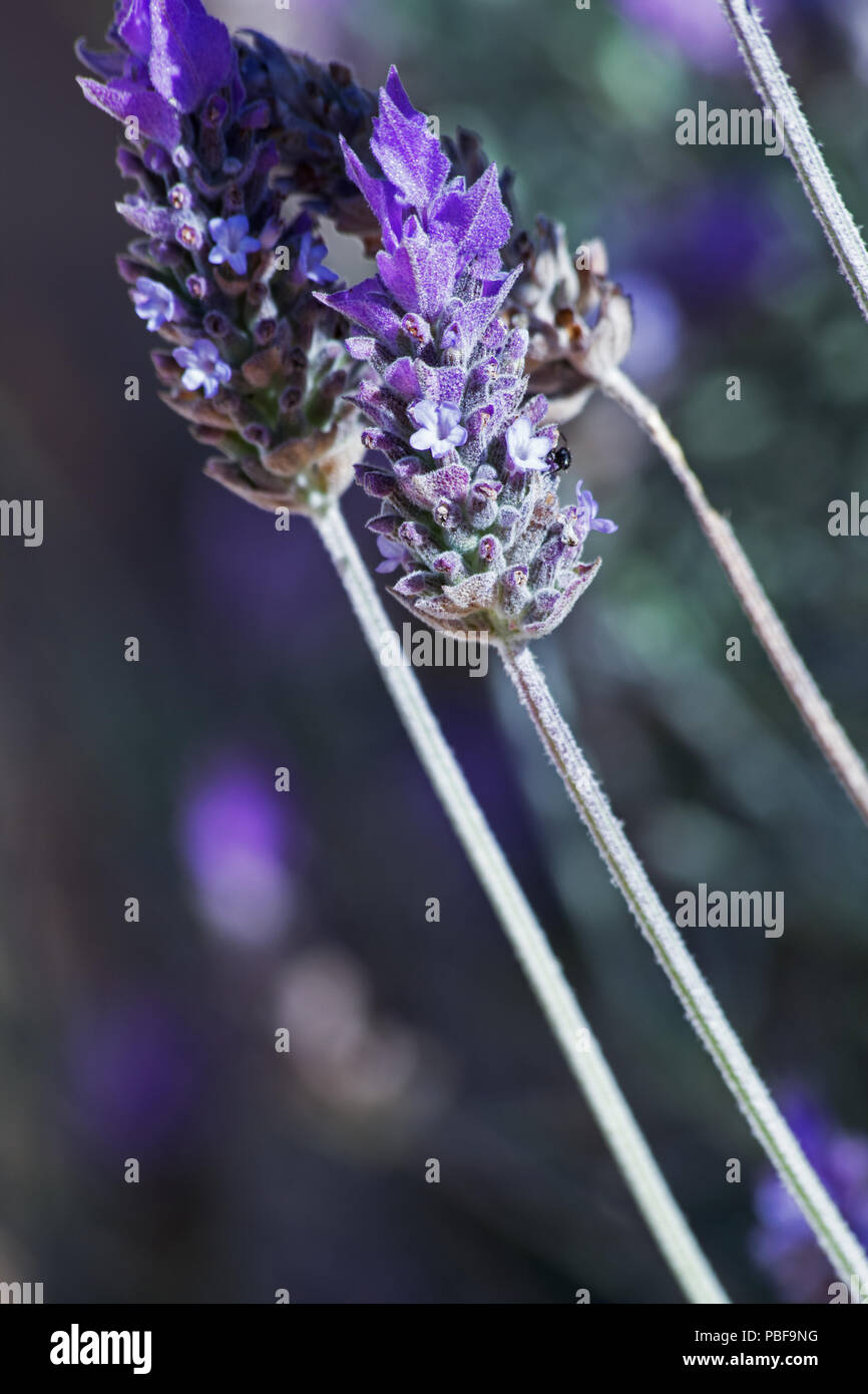 Lavender plant in bloom Stock Photo - Alamy