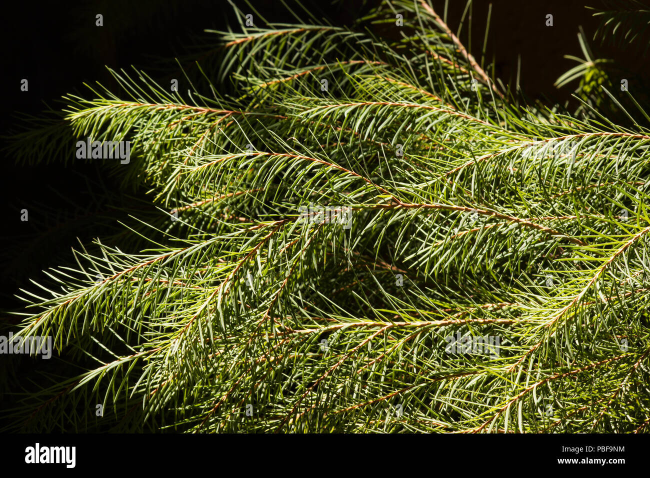 Melaleuca alternifolia on dark background Stock Photo - Alamy
