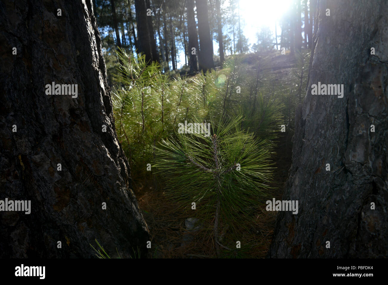 New growth is seen in the pine trees along the Box Camp Trail after the ...