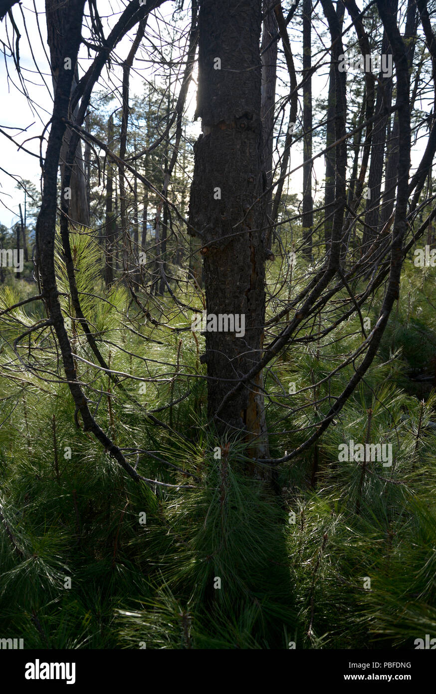 New growth after forest fire hi-res stock photography and images - Alamy