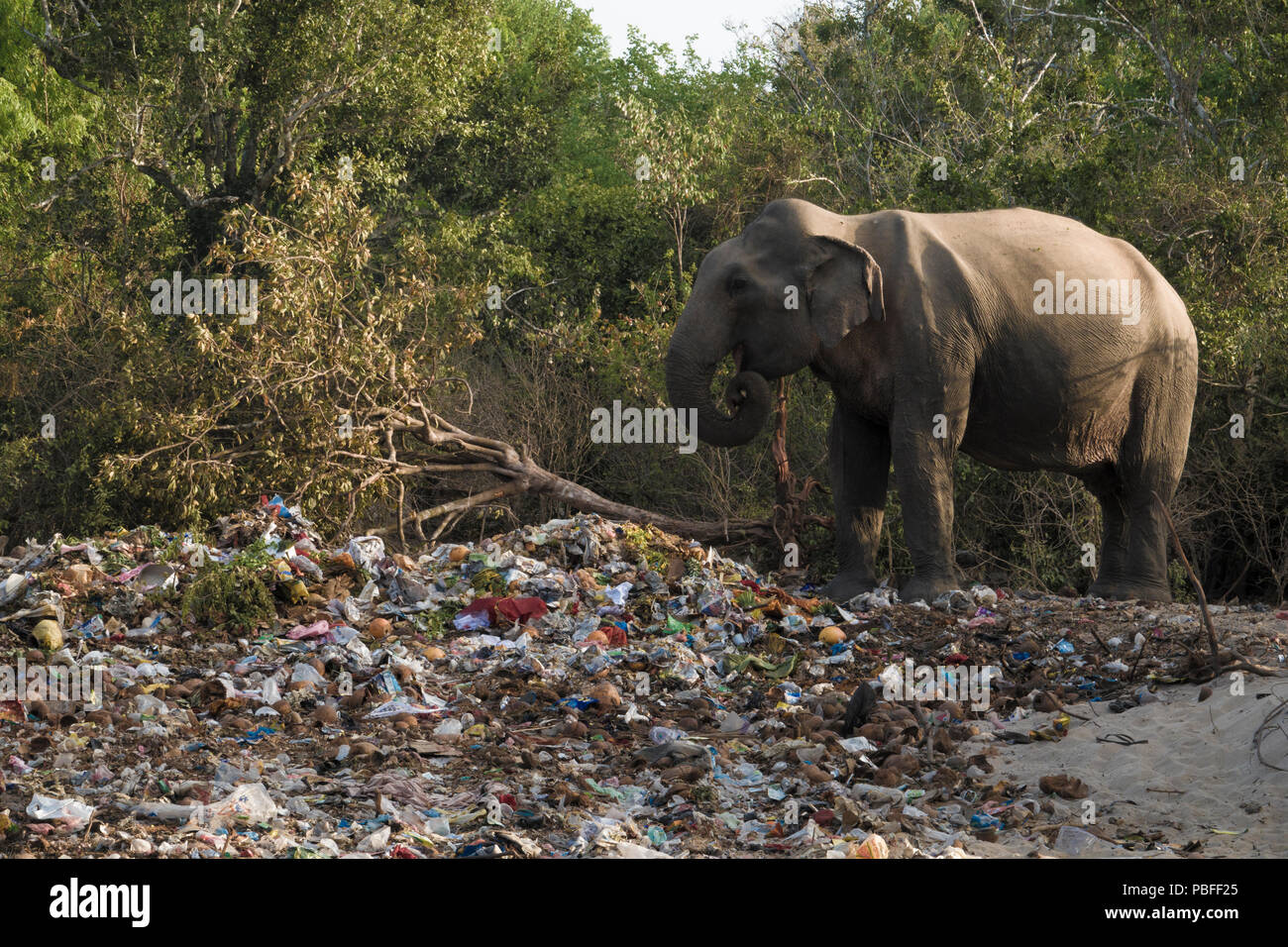 Wild elephant eating from religious festival trash pile at Okanda in ...