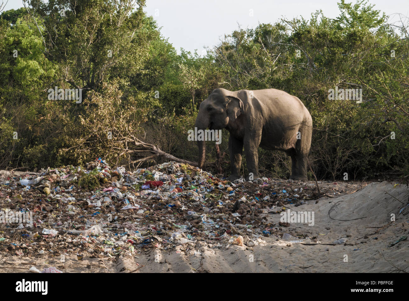 People watching wild elephant eating from religious festival trash pile ...