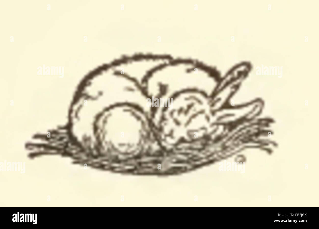 1545 Sleeping Rabbit Drawing Stock Photo - Alamy