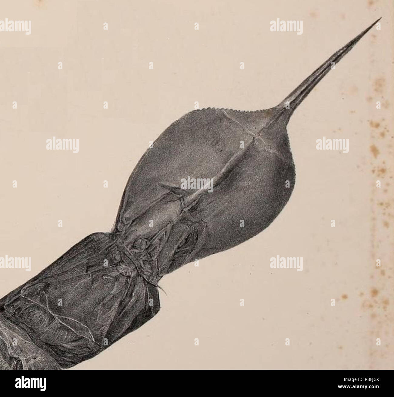 Telson hi-res stock photography and images - Alamy