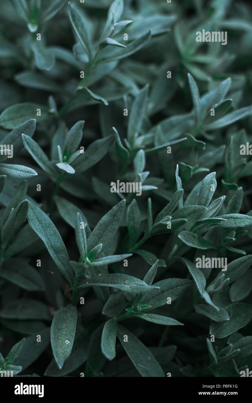 Mouse ear hi-res stock photography and images - Alamy