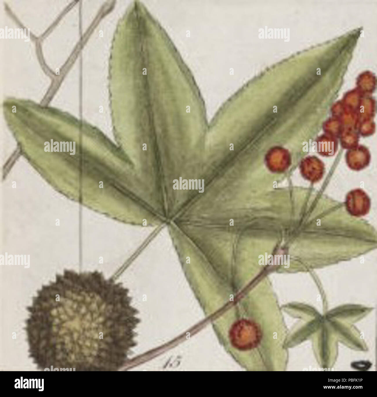 1590 Sweet Gum Tree Drawing Stock Photo - Alamy