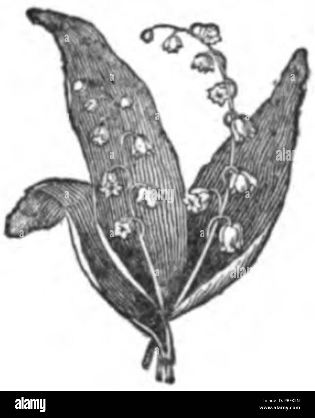 Tailpiece design Black and White Stock Photos & Images - Alamy