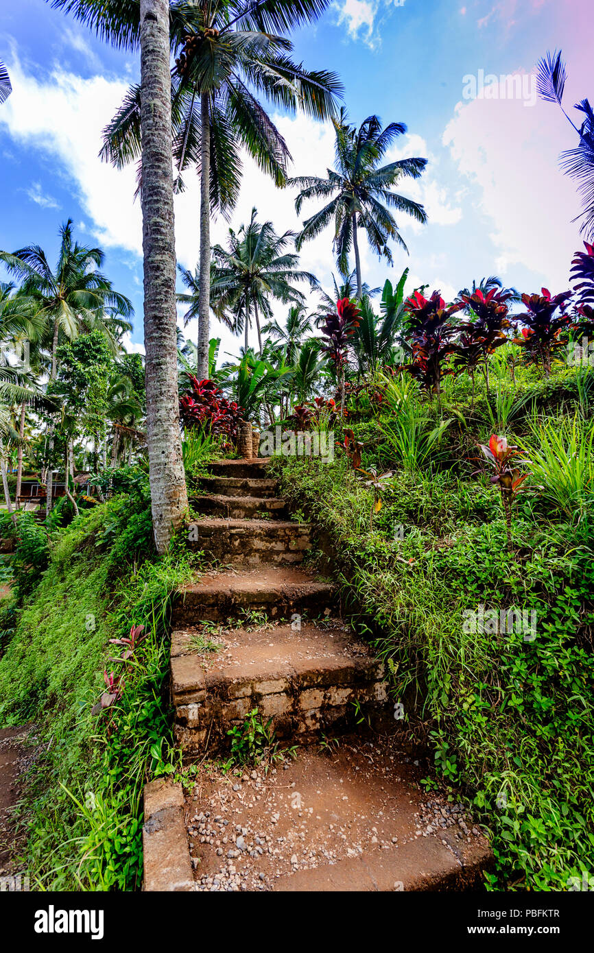Stairs to Bali rice terraces Stock Photo - Alamy