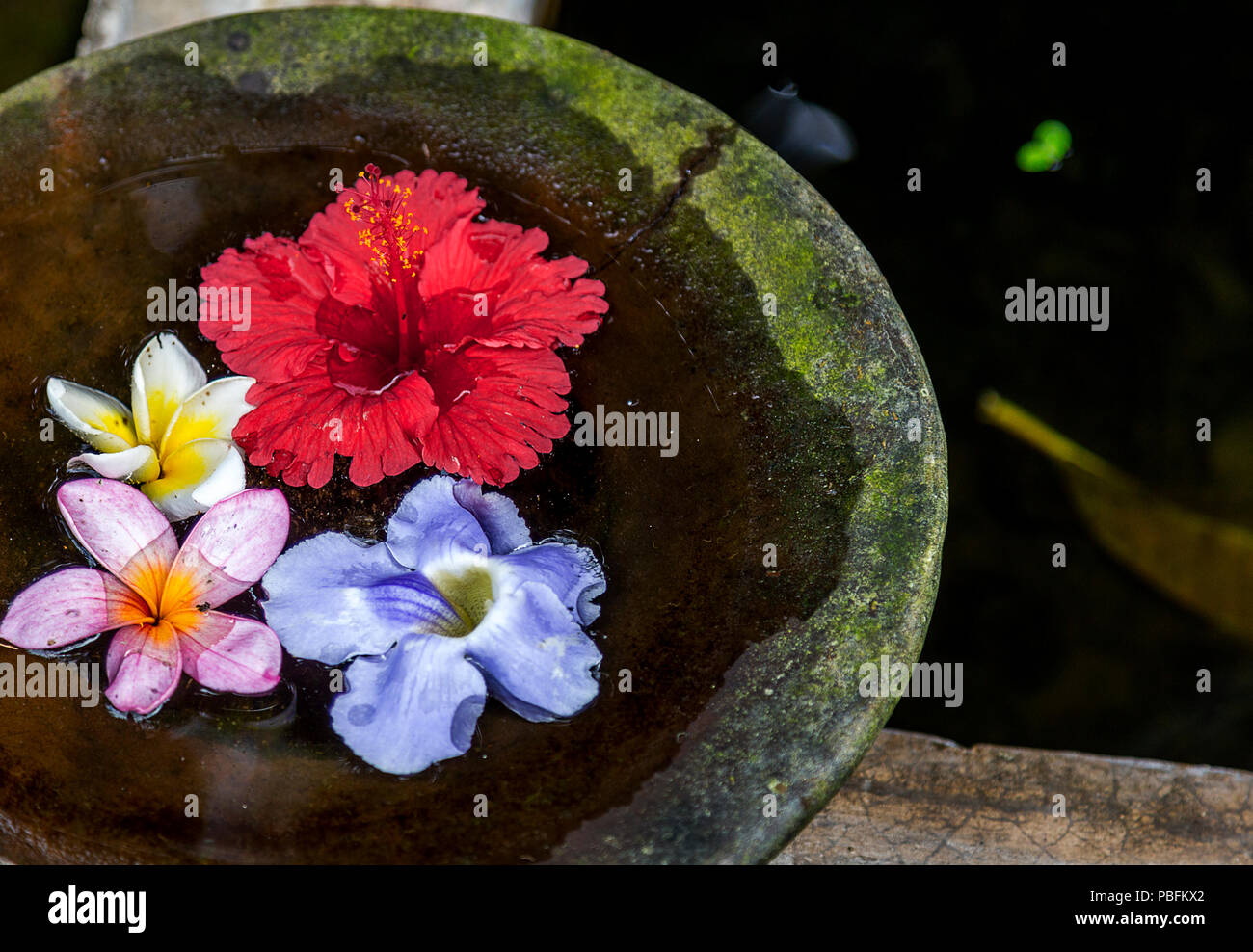 Foating flowers in a pot all floating in a small pool of water, in Bali ...