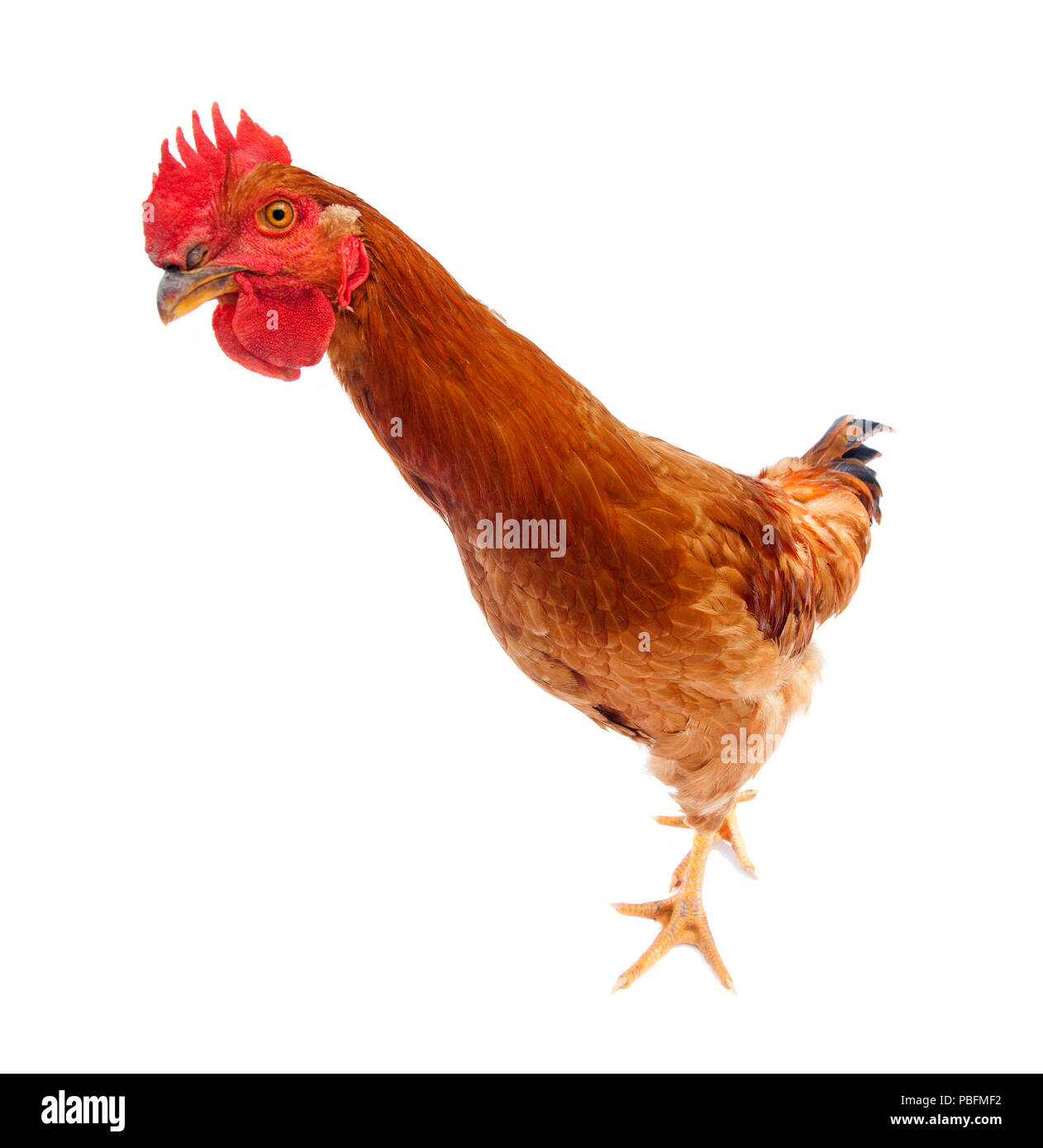 funny and curious rooster chicken looking at camera Stock Photo - Alamy