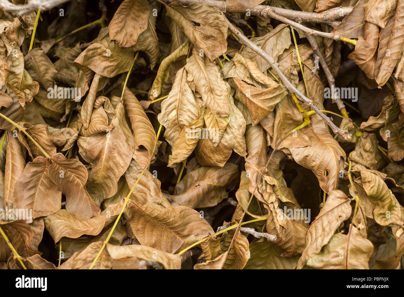 dry leaves texture in the garden Stock Photo - Alamy