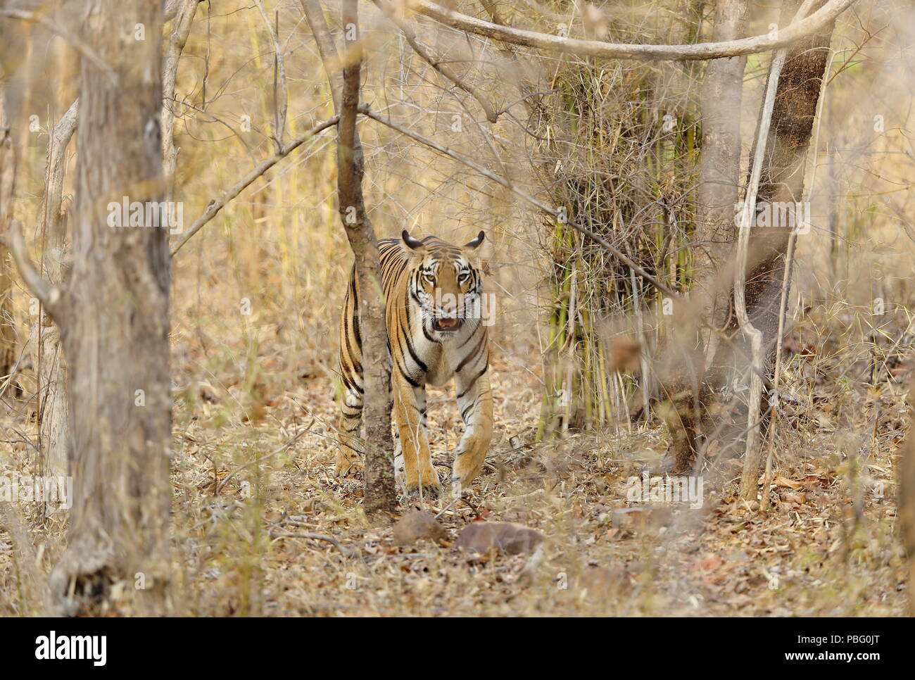 A Royal Bengal Tiger walks looking in to camera in its natural habitat ...