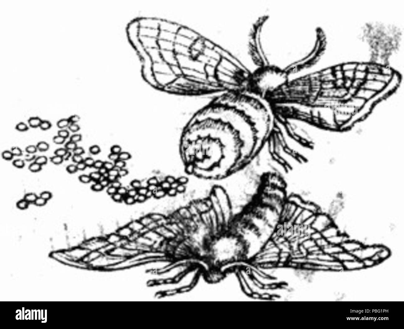 Moth drawing hi-res stock photography and images - Alamy