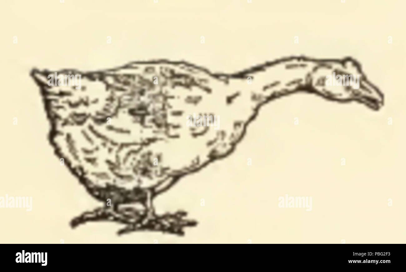 1545 Small Goose Drawing Stock Photo - Alamy