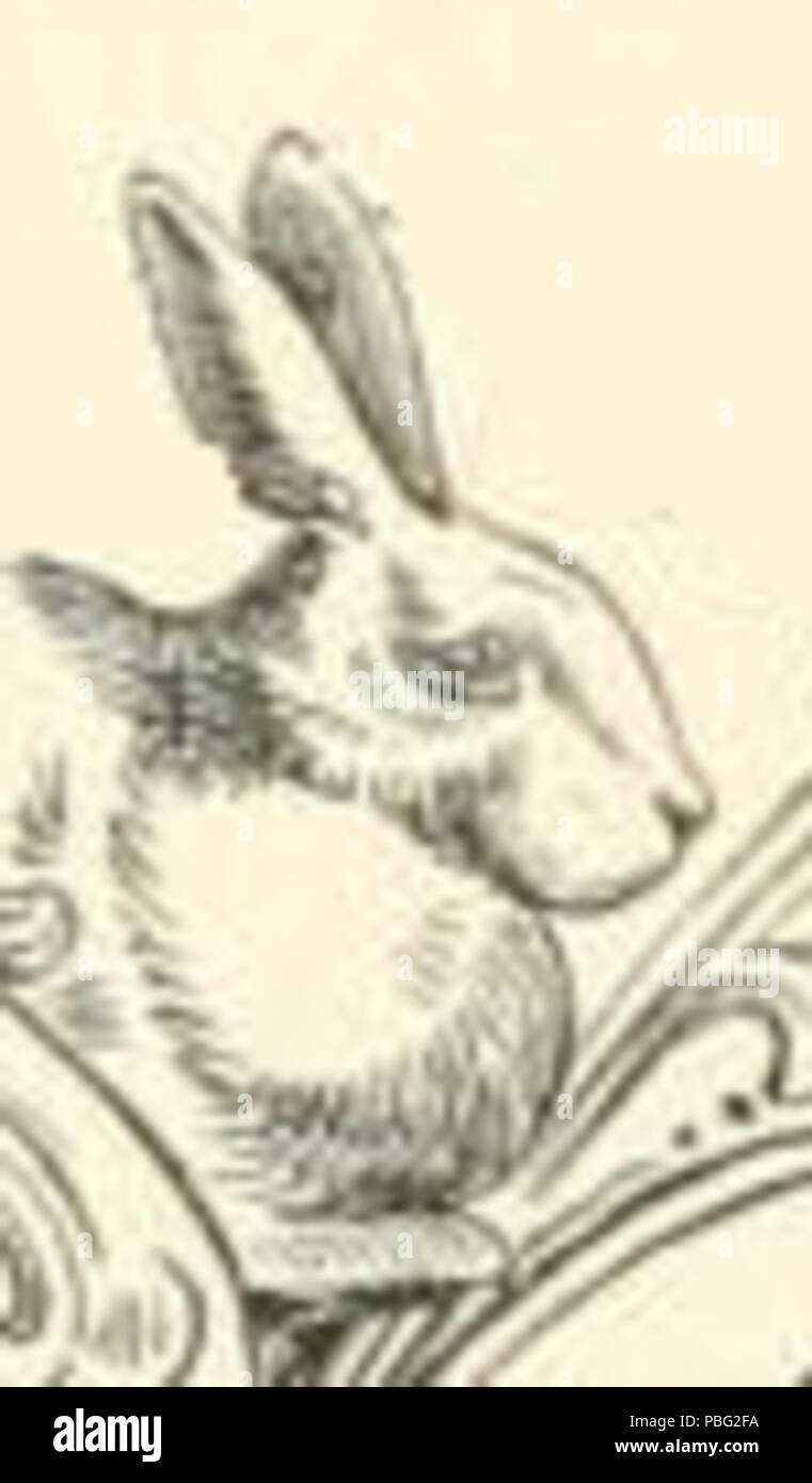Small rabbit illustration hi-res stock photography and images - Alamy