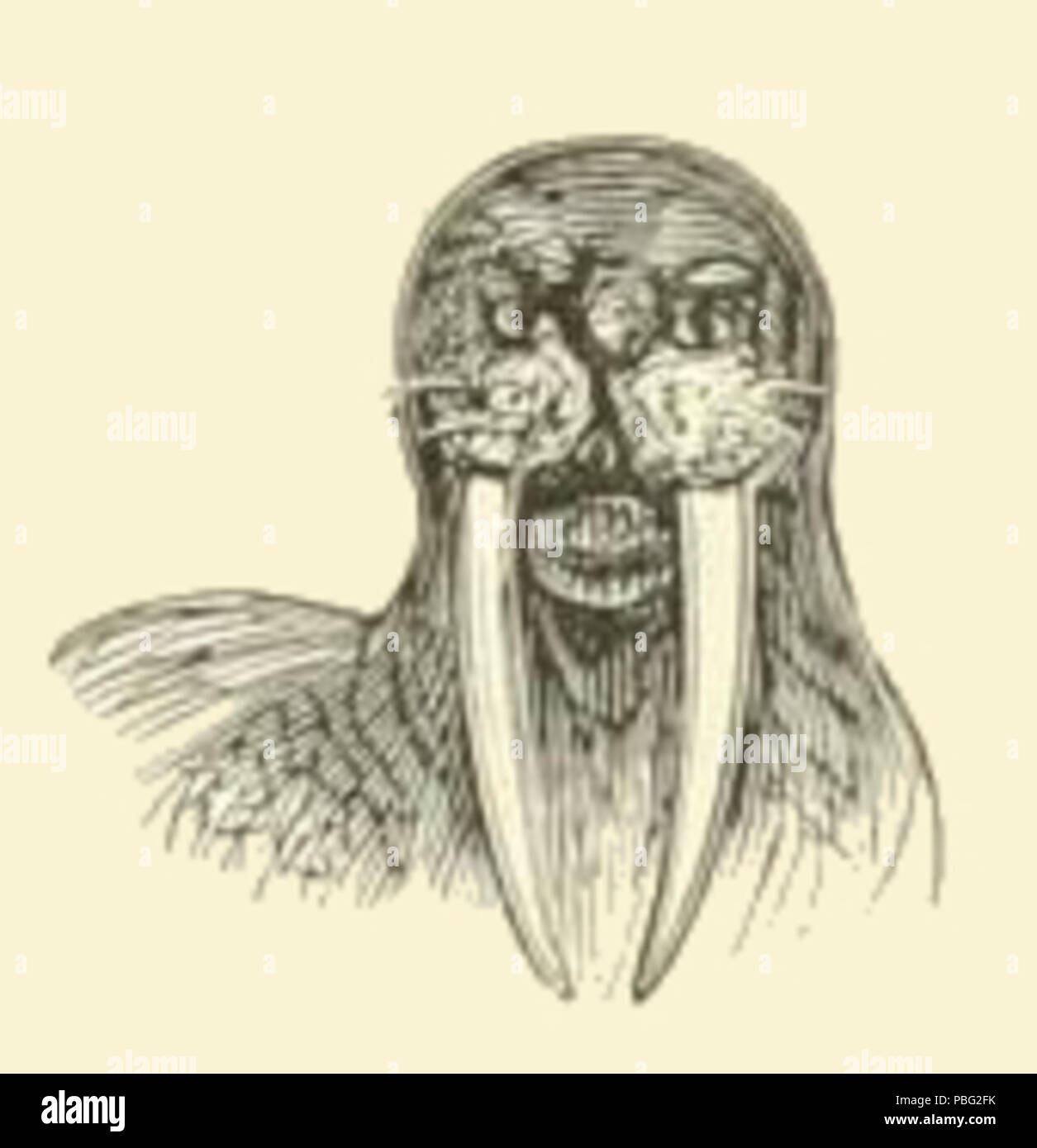 Marine animal drawing hi-res stock photography and images - Alamy