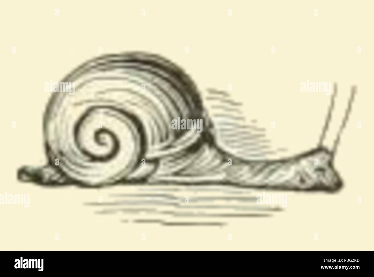 1547 Snail Drawing Stock Photo - Alamy