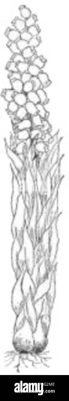 Historical flower drawings hi-res stock photography and images - Alamy